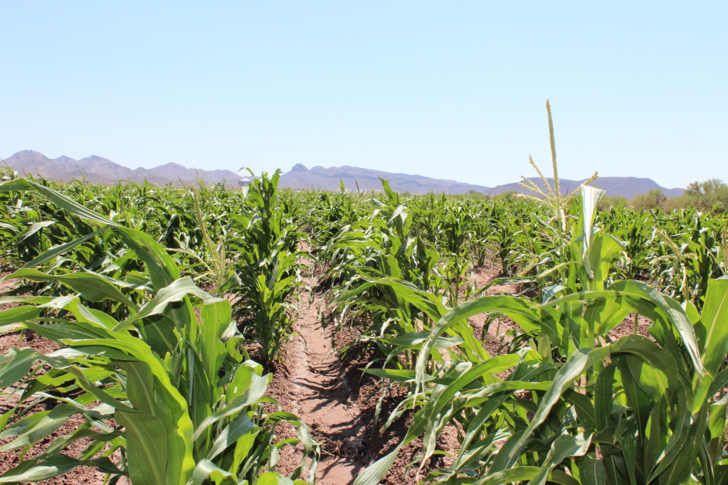 Gallery | Ramona Farms