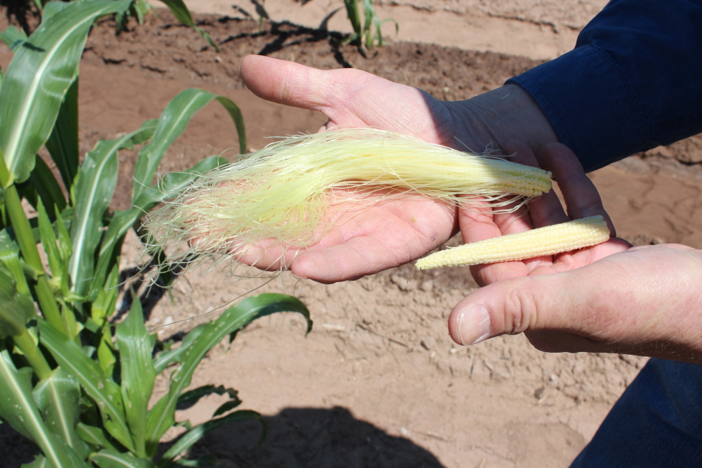 Gallery | Ramona Farms