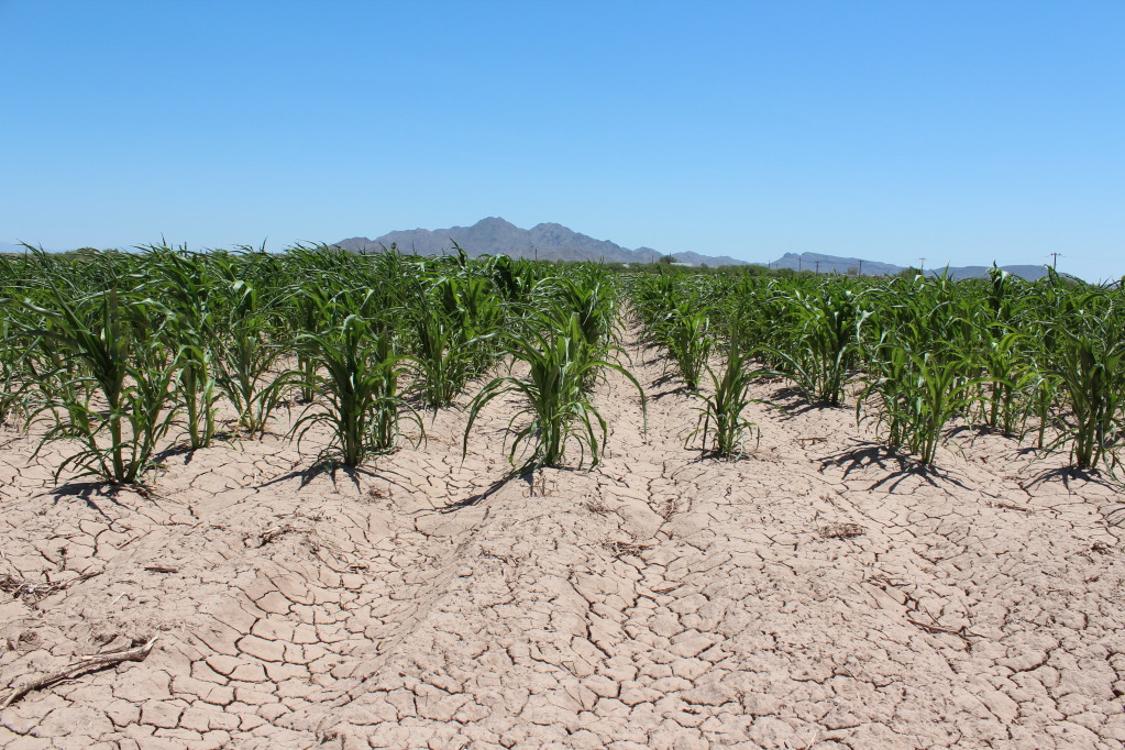 Gallery | Ramona Farms