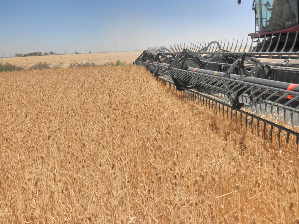 Gallery | Ramona Farms